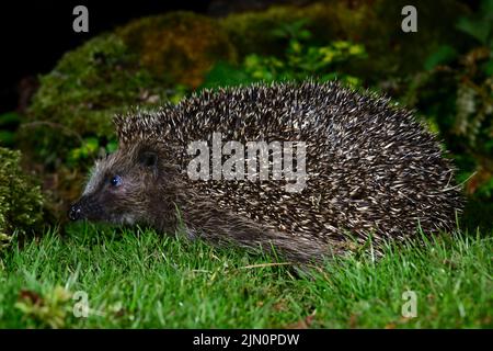 Hedgehog foraging in grassland habitat, Dorset, UK Stock Photo - Alamy