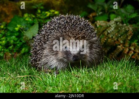 Hedgehog foraging in grassland habitat, Dorset, UK Stock Photo - Alamy