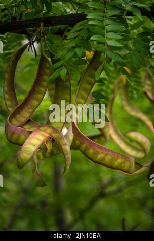 Ceratonia siliqua, commonly known as the wild carob tree or carob bush ...