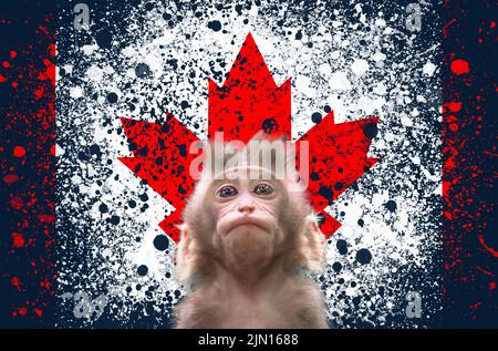 A new outbreak of viral infection at Canada, monkey pox. Small monkey ...
