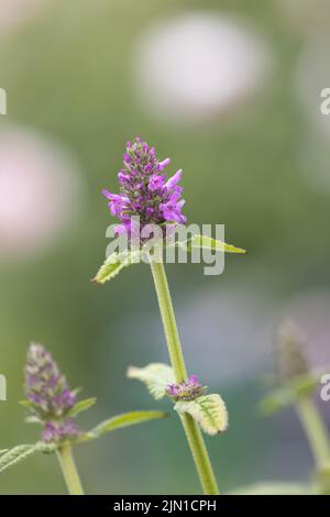 Leaves of herb betony - Betonica officinalis UK garden June Stock Photo ...