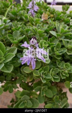Plectranthus caninus in bloom Stock Photo - Alamy