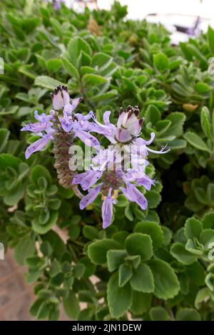 Plectranthus caninus in bloom Stock Photo - Alamy