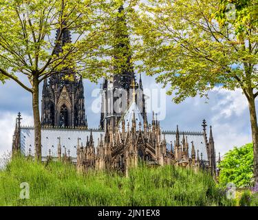 historical tree trees cologne cathedral navigation bridges sight view ...