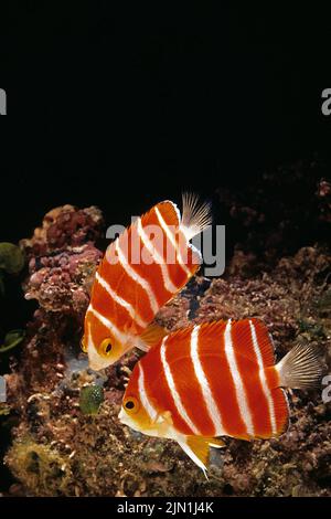 Peppermint angelfish (Centropyge boylei), also known as Paracentropyge ...