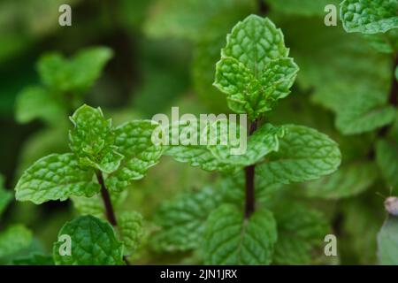 Garden mint, Spear mint, Bush mint, Menthol Mint in the garden bed ...