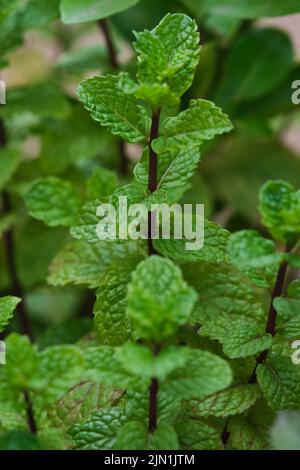 Garden mint, Spear mint, Bush mint, Menthol Mint in the garden bed ...