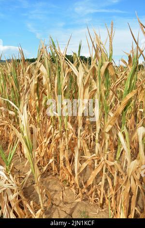Dry corn fields due to drought Stock Photo - Alamy