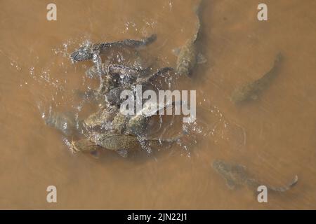 Afrikanischer Raubwels / African sharptooth catfish / Clarias ...