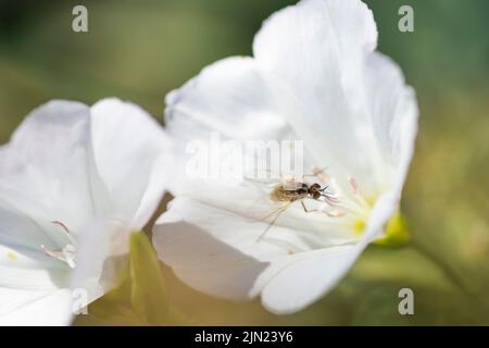 Narrow-leaved Bindweed (Convolvulus lineatus Stock Photo - Alamy