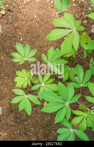 cassava or manihot plant foliage, manihot esculenta, aka manioc, yuca ...