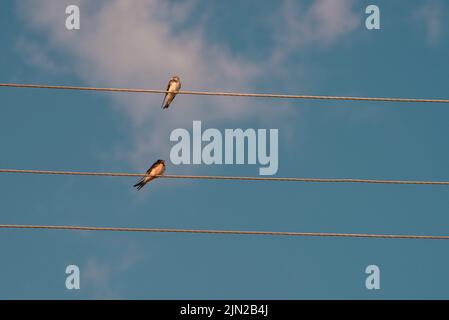 Barn swallow resting and playing on a cable. A fairly large, colorful ...