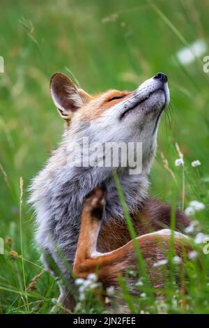 A splendid specimen of red fox photographed in the foreground, against ...
