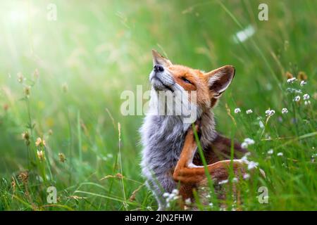 A splendid specimen of red fox photographed in the foreground, against ...