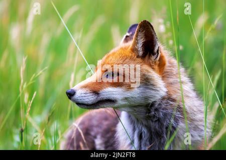 A splendid specimen of red fox photographed in the foreground, against ...