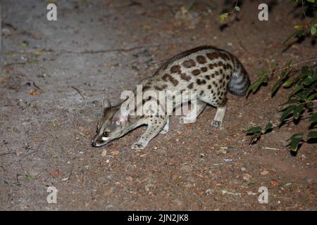 Südliche Großfleck-Ginsterkatze / South African large-spotted genet ...
