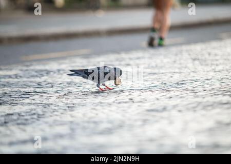 pigeon with piece of bread outdoors in Rio de Janeiro Stock Photo - Alamy