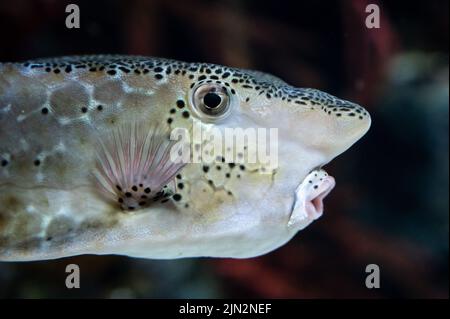 A Horn-nose Boxfish (Ostracion rhinorhynchos) swimming underwater Stock ...