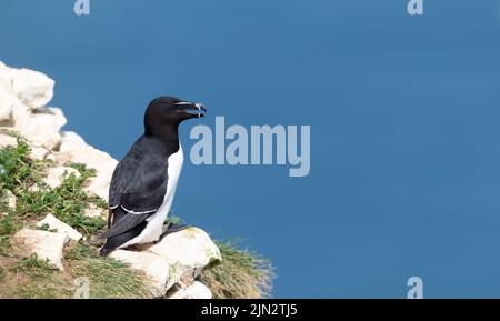 Close up of a Razorbill against clear blue background, Bempton, UK ...
