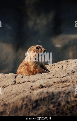 Mexican prairie dog (Cynomys mexicanus) eating a carrot, Bad Koesen ...