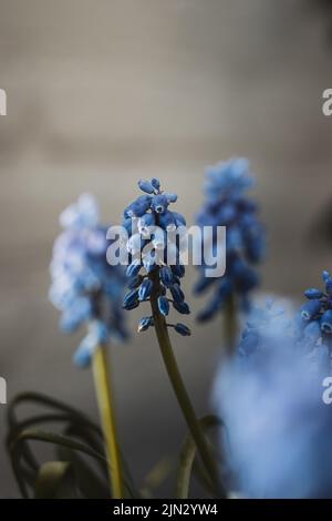 A vertical shot of blue common grape hyacinths - good for backgrounds ...