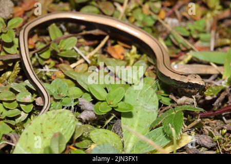 Young eastern slow worm (Anguis colchica) in natural habitat Stock ...