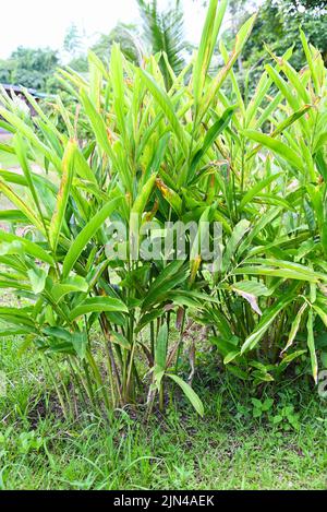 galangal tree plantation with green leaves on the summer in the ...