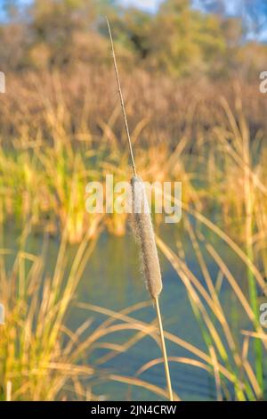 Bulrush leaves close to the lake in autumn Stock Photo - Alamy