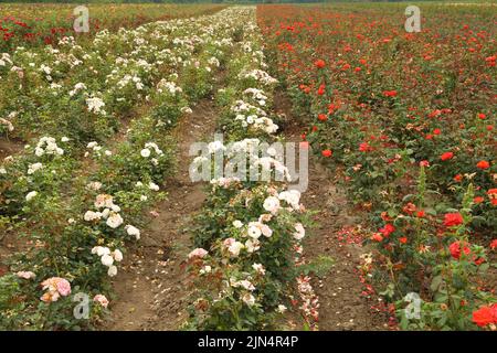 Rose plantation. Growing roses for seedlings. Rose farm Stock Photo - Alamy