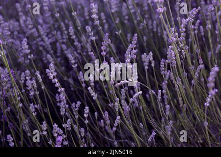 Growing lavender swaying in the wind, blooming purple lavender flowers ...