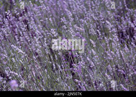 Growing lavender swaying in the wind, blooming purple lavender flowers ...