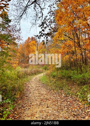 The autumn trees in the forest in Westfield, Indiana Stock Photo - Alamy