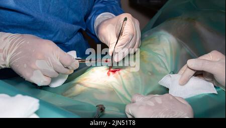 A closeup of surgeons performing delicate surgery Stock Photo - Alamy