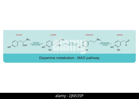 Dopamine metabolism MAO (monoamine oxidase) pathway - biotransformation ...