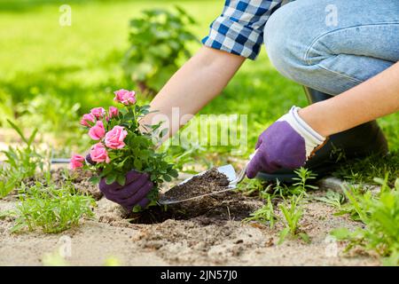 woman planting rose flowers at summer garden Stock Photo - Alamy