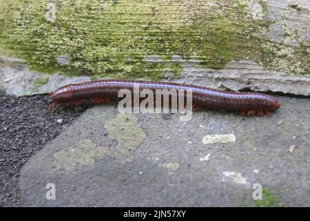 Giant millipede or Archispirostreptus gigas or keluwing on garden Stock ...
