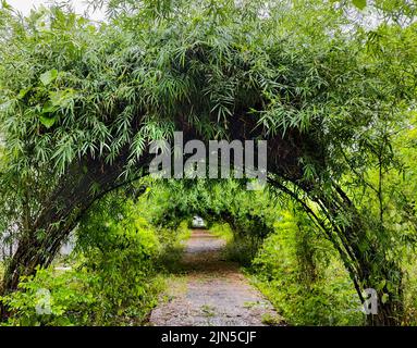 Bamboo made corridor in a park in Tripura. Small bamboos are stick-ed ...