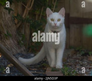 white cat sat in different places Stock Photo - Alamy