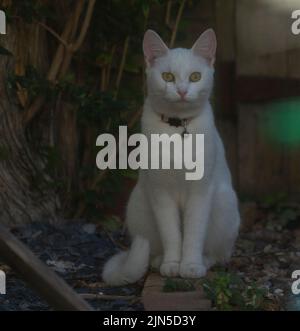 white cat sat in different places Stock Photo - Alamy