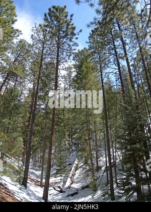 Piñon (Pinus edulis) forest on Chamisa trail. Sangre de Cristo range ...