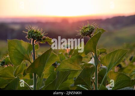 a young unopened sunflower stands in a field. High quality photo Stock ...