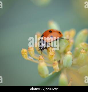 Ladybird on a Flower Stock Photo - Alamy