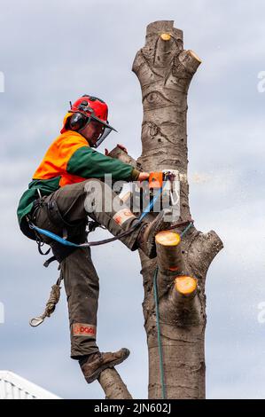 Council worker, arborist cutting down street trees with chainsaw, in ...