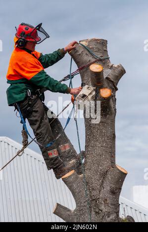 Council worker, arborist cutting down street trees with chainsaw, in ...
