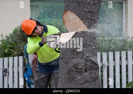Council worker, arborist cutting down street trees with chainsaw, in ...