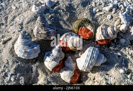 Red land hermit crabs (Coenobita perlatus) from Flinders Cay, the Coral ...