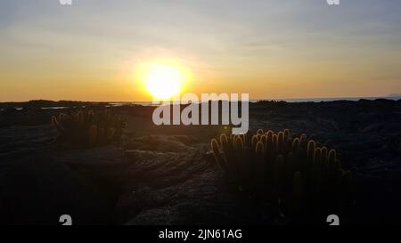 Lava Cactus on black rocks at sunset, Fernandina island, Galapagos ...
