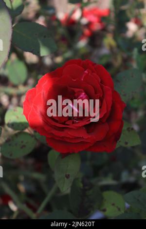 A closer look at a white rose thread Stock Photo - Alamy