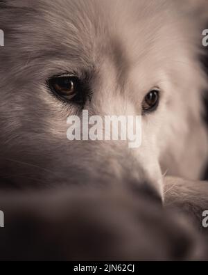 Samoyed dog with sad face Stock Photo - Alamy