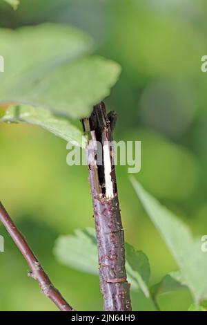 Currant shoot hollowed out by larva, caterpillar Currant Clearwing moth ...